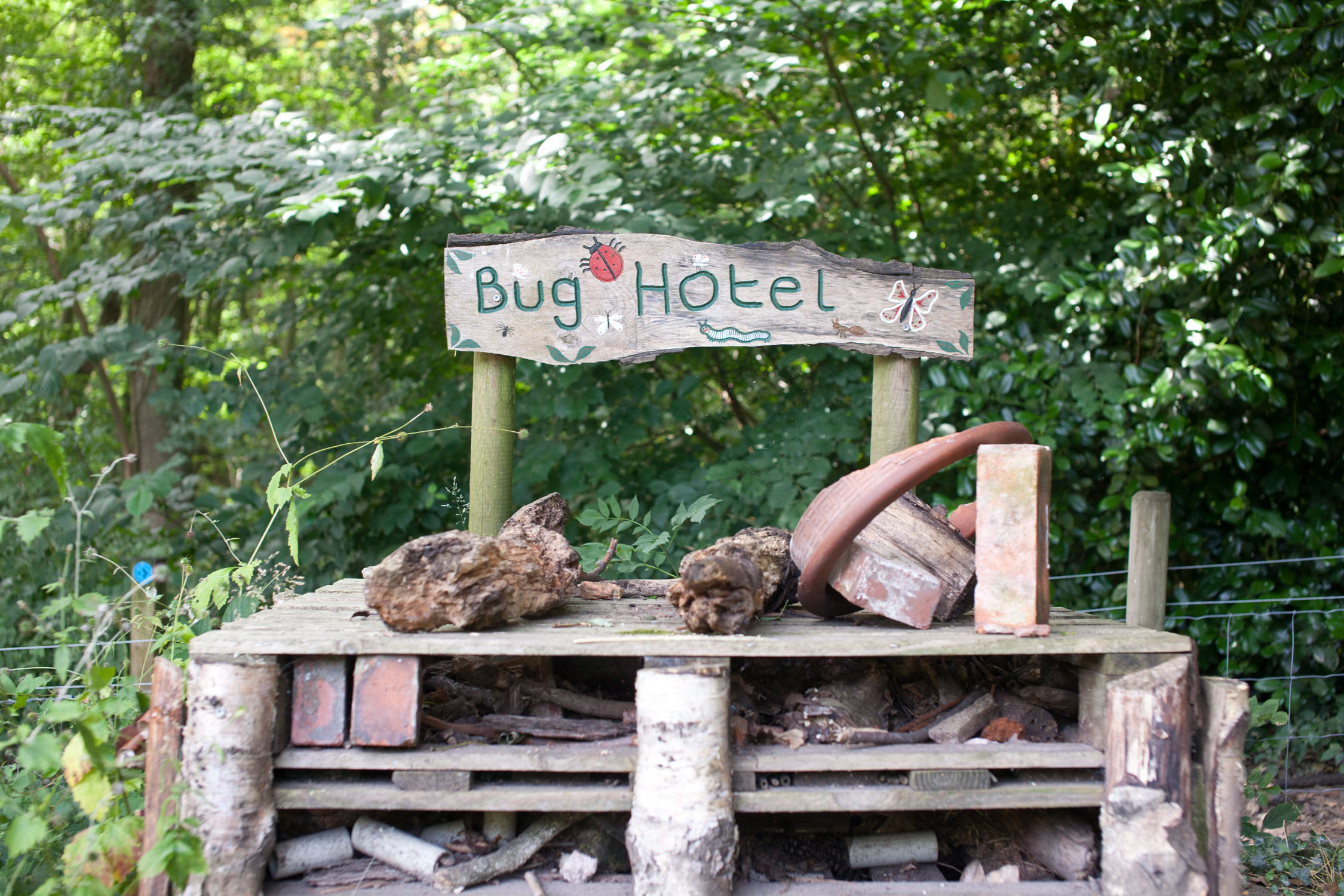 Ecclesall Woods → Our Favourite Places – Sheffield Culture Guide