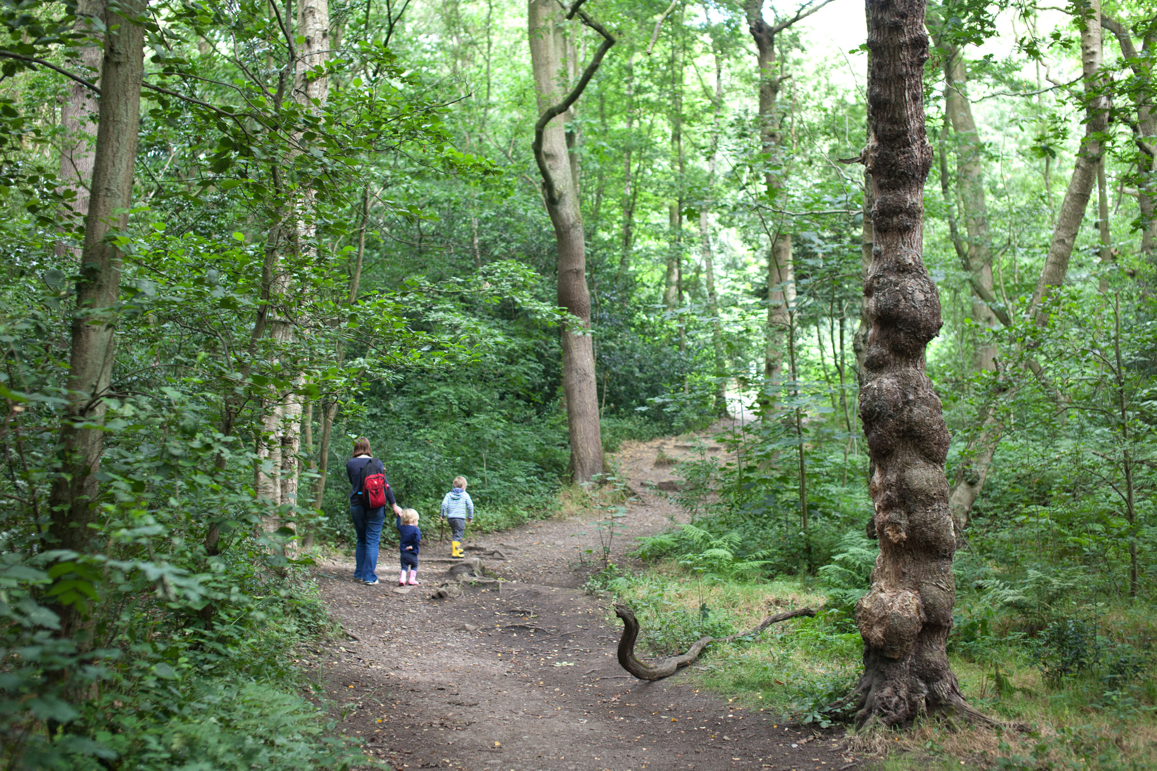 Ecclesall Woods → Our Favourite Places – Sheffield Culture Guide
