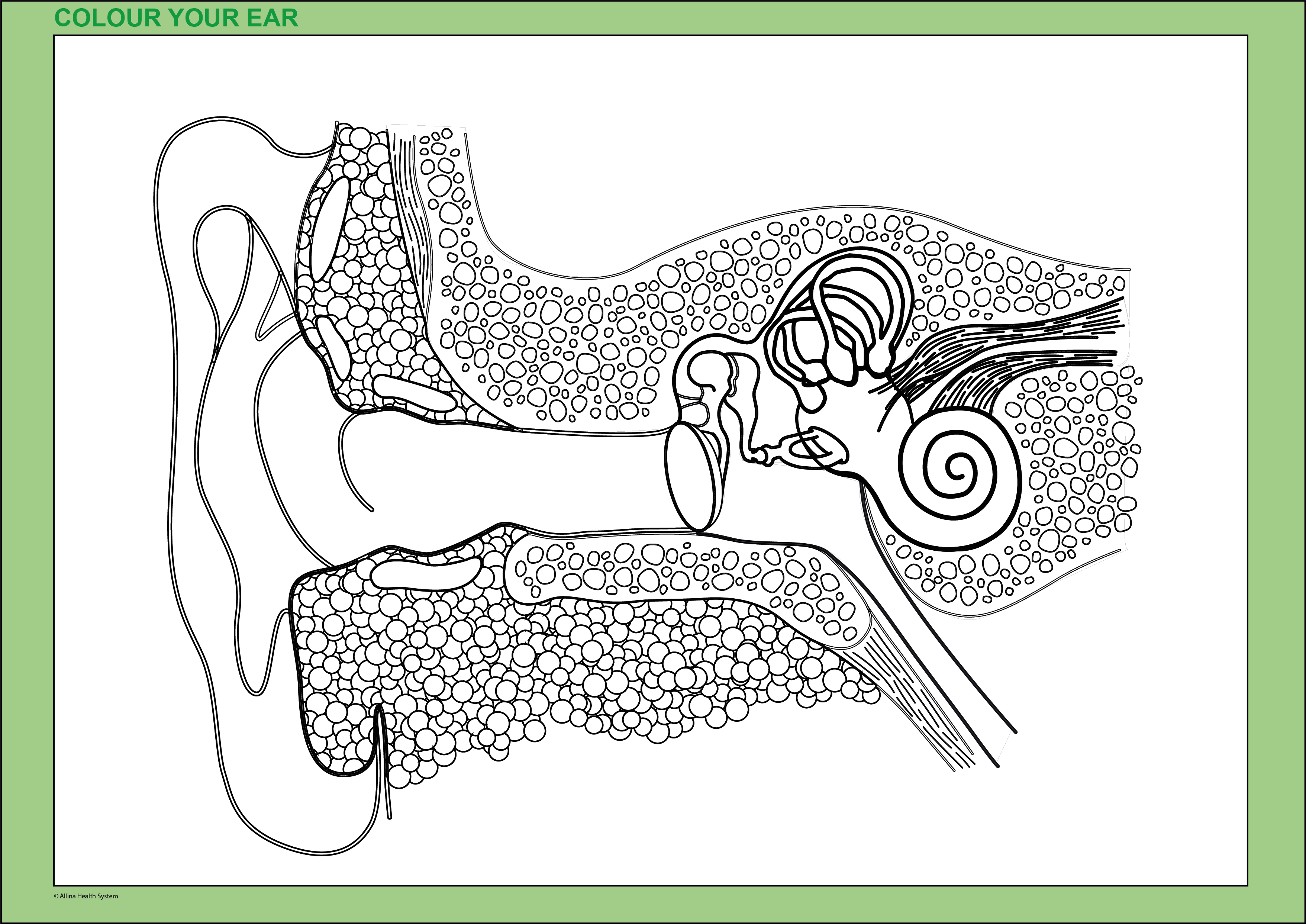Human Ear Coloring Page | My XXX Hot Girl