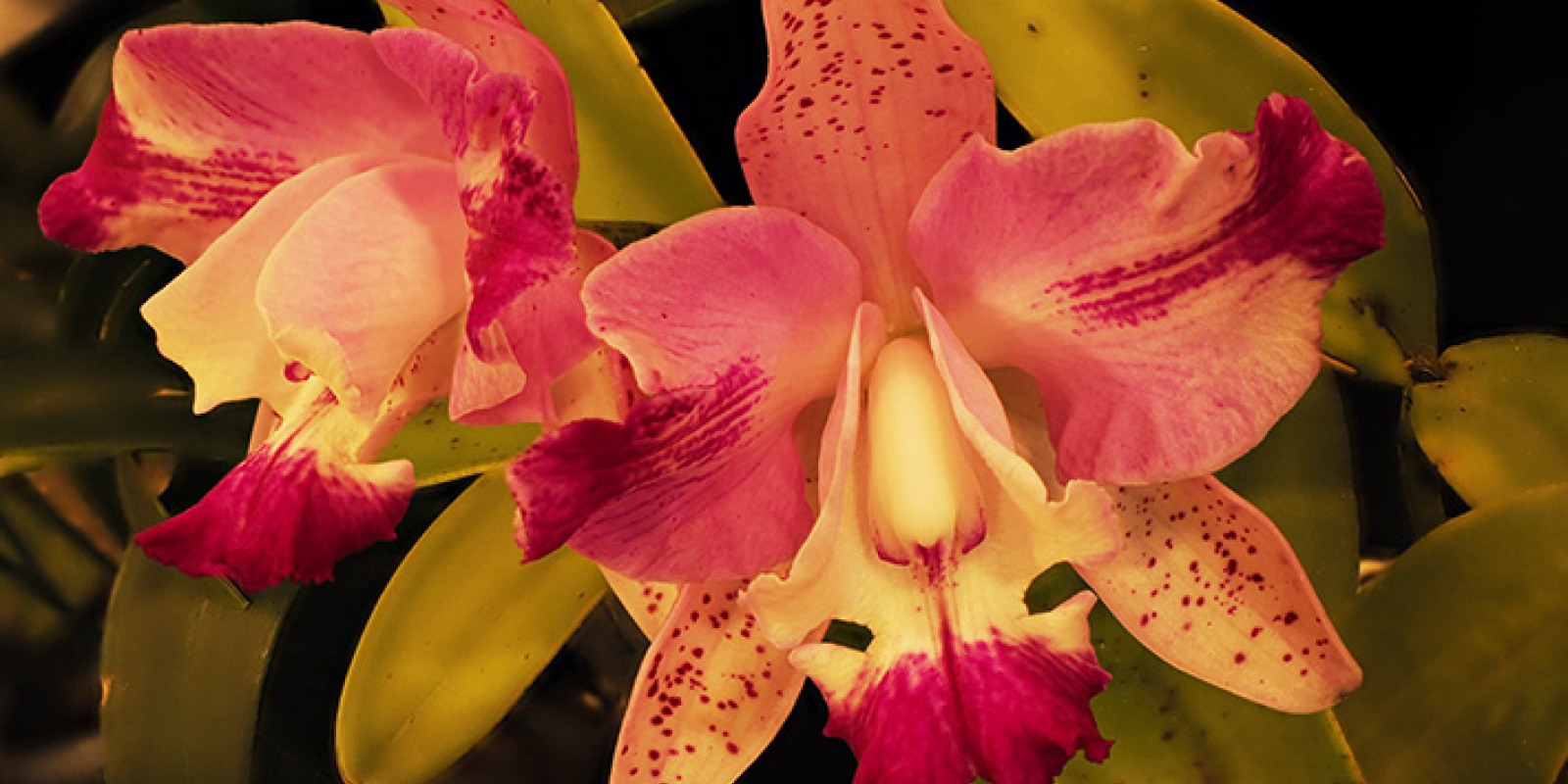 Sheffield Orchid Show and Exotic Plant Fair → Our Favourite Places ...