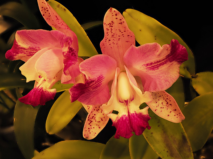 Sheffield Orchid Show → Our Favourite Places – Sheffield Culture Guide